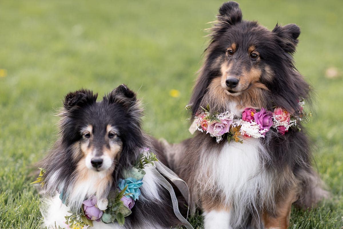 Dog Photography Sessions | Lisa West Photography